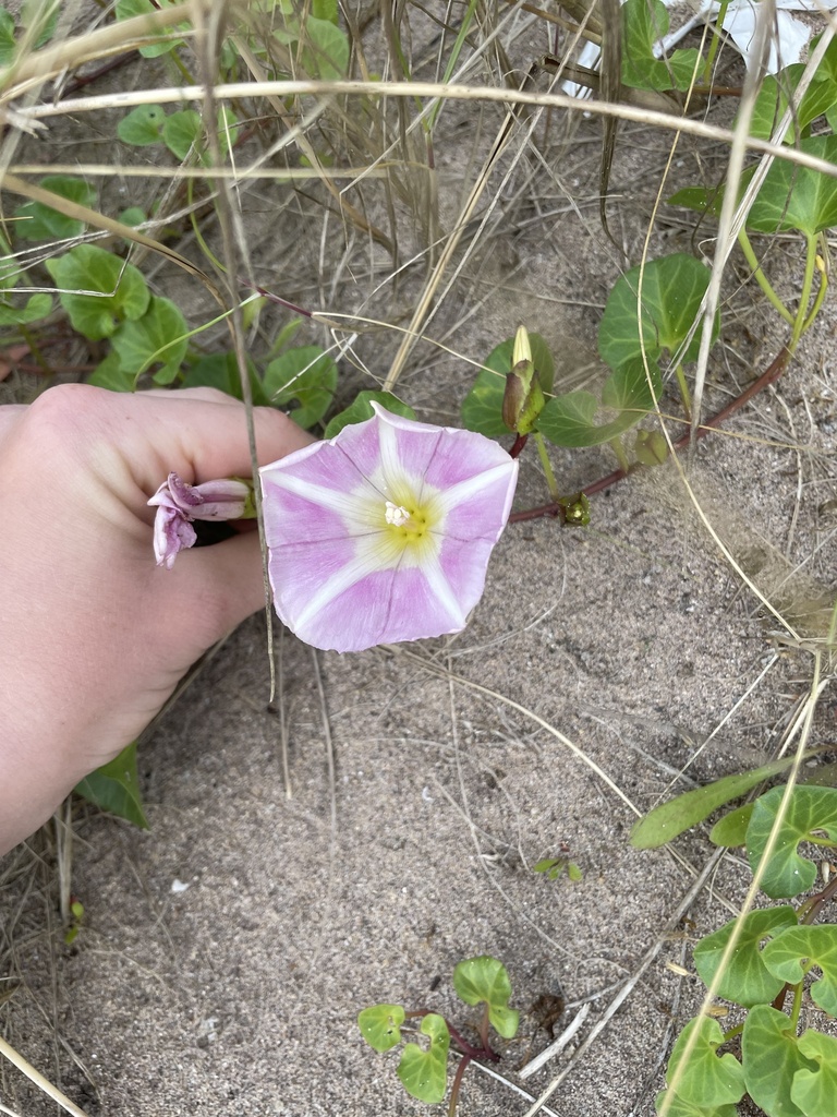 Sea Bindweed from Tralee Bay and Magharees Peninsula West to Cloghane ...