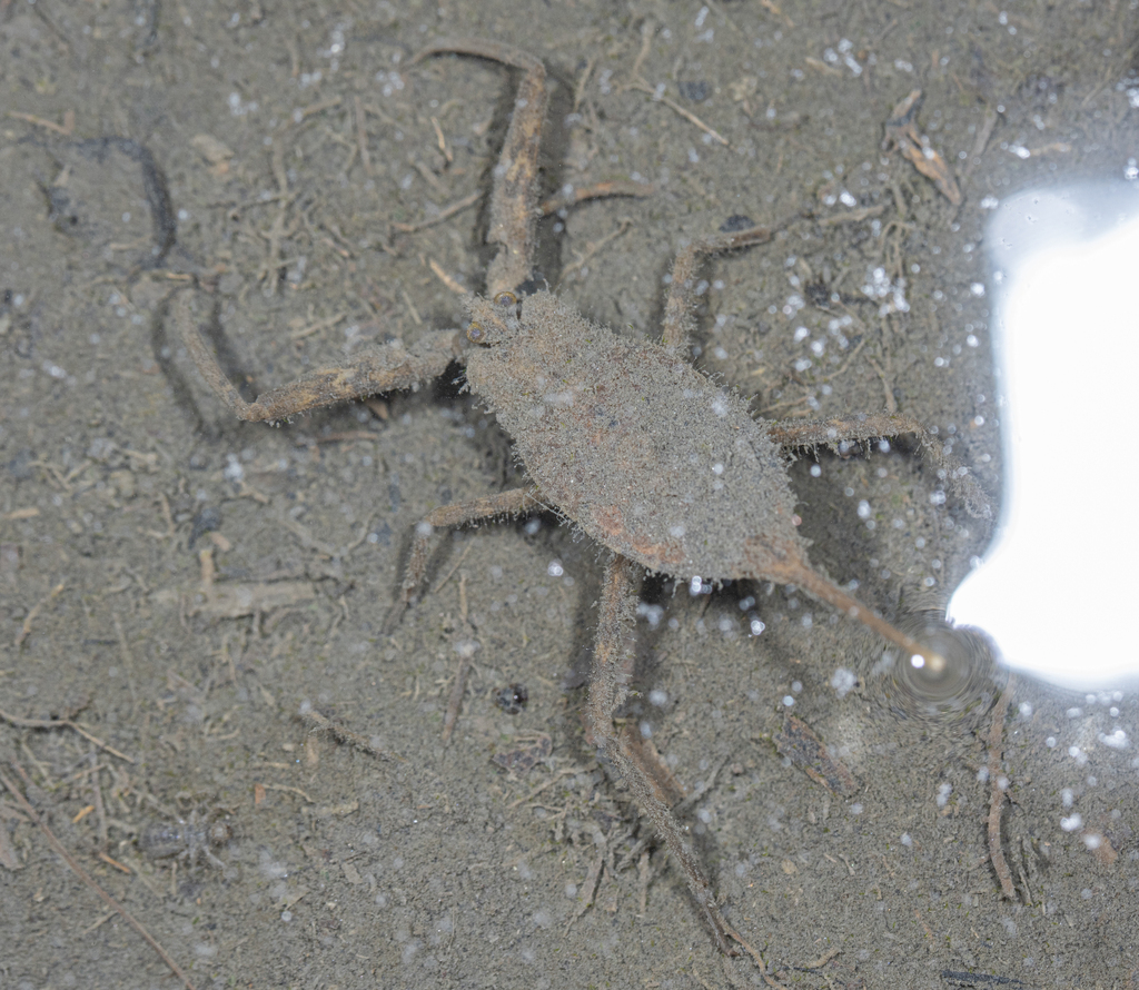 Laccotrephes simulatus from 中国广东省清远市英德市 on July 6, 2024 at 10:34 AM by ...