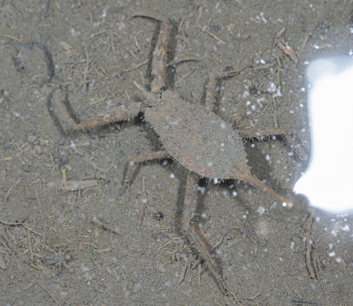 Laccotrephes simulatus · iNaturalist