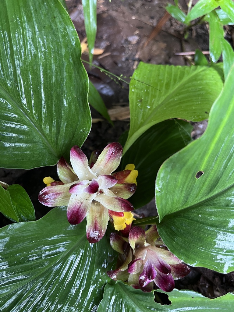 Curcuma rosea from palakkad on July 7, 2024 at 04:59 PM by Aravind ...