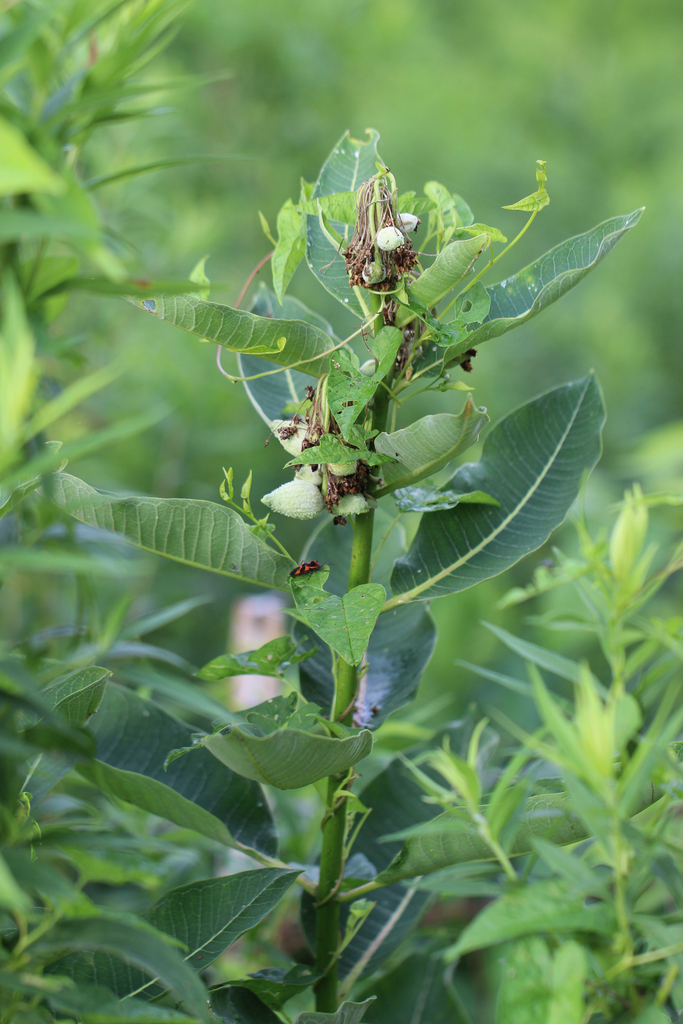 common milkweed from 160 Jackson Mill Rd, Weston, WV 26452, USA on July ...