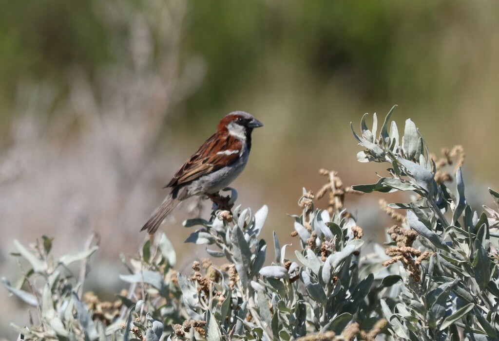 House Sparrow from Melbourne Victoria, Australia on November 24, 2019 ...
