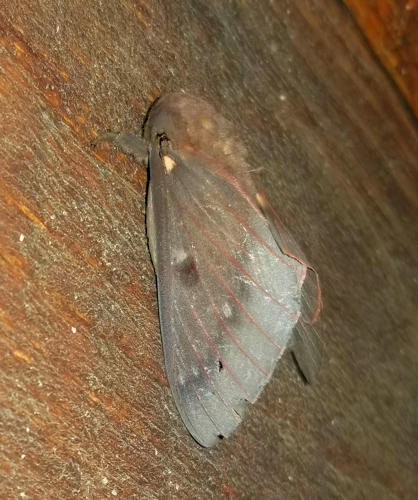Pine-devil Moth from Fentress County, TN, USA on July 09, 2024 at 07:11 ...