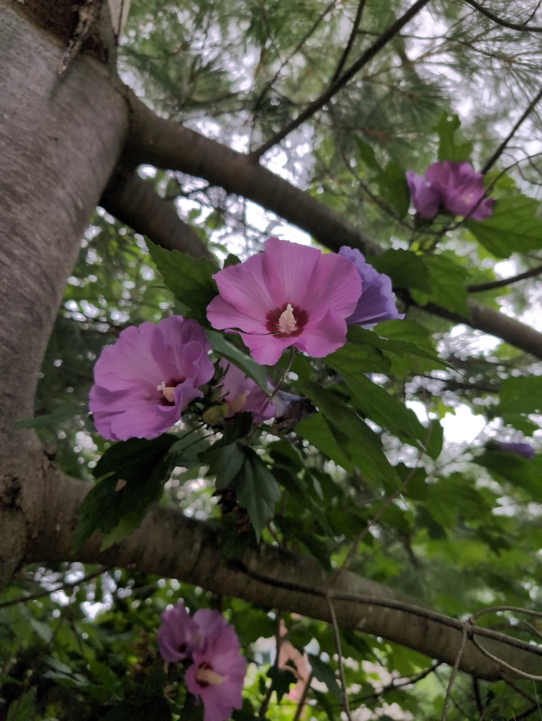 common hibiscus from Akron, OH 44303, USA on July 9, 2024 at 09:15 AM ...