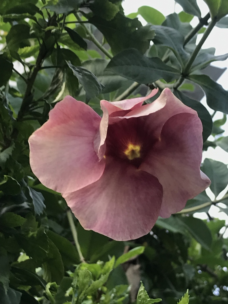Purple Allamanda from Arera Colony, Bhopal, MP, IN on July 7, 2024 at ...