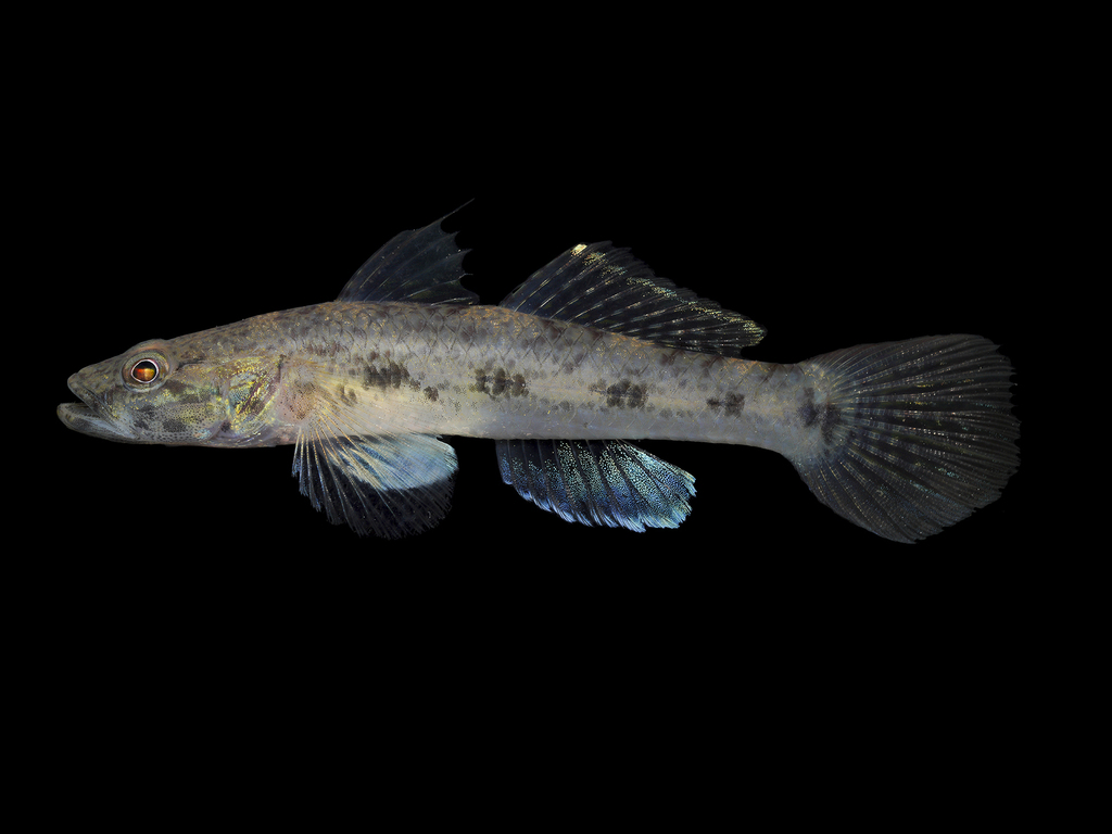 Mangrove Flathead Goby in July 2024 by sam_amini · iNaturalist