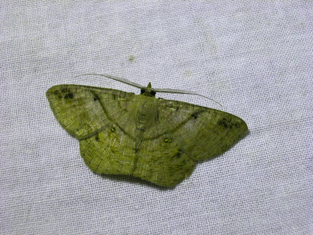 Petelia rivulosa from Baisha Li Autonomous County, Hainan, China on ...