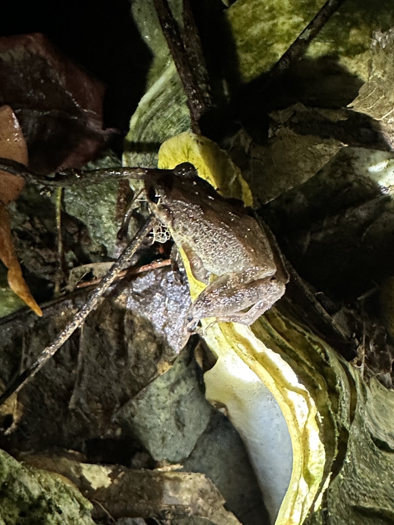 Palau Ground Frog from Malakal, Palau, PW on July 10, 2024 at 12:32 AM ...