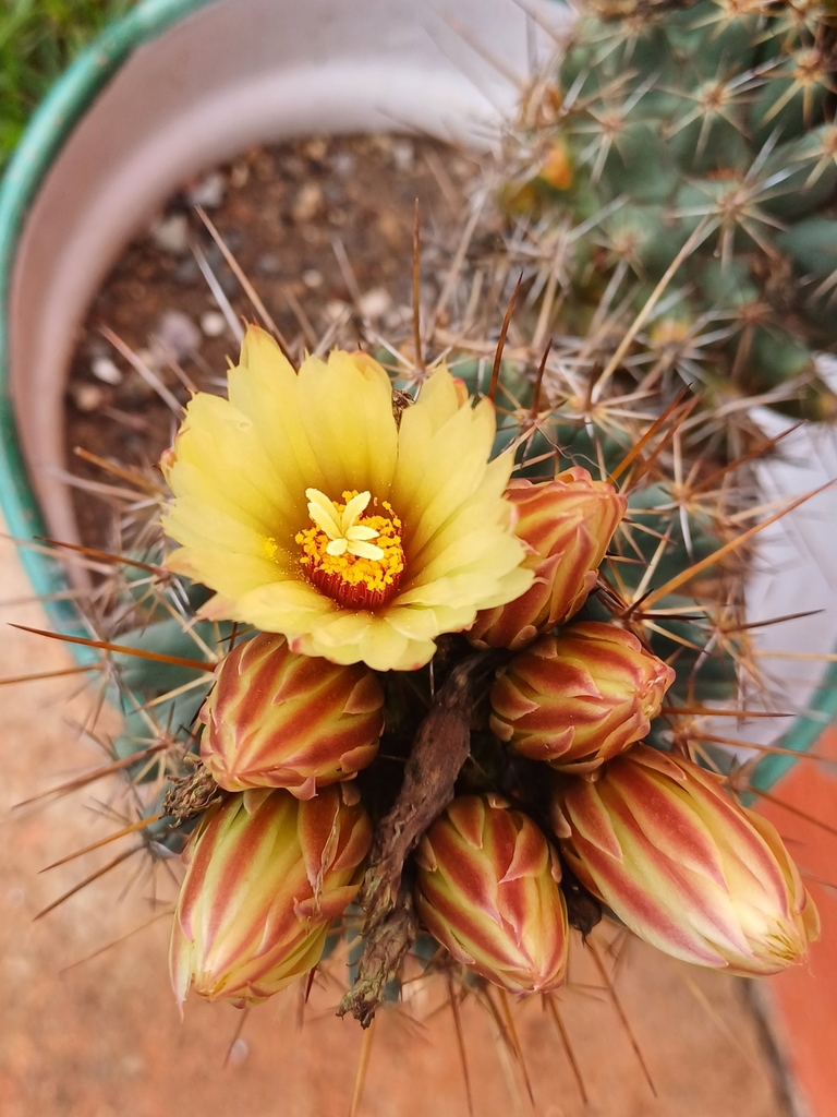 Coryphantha octacantha from El Tinacal, 43304 Atotonilco el Grande, Hgo ...