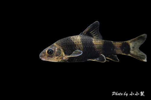 Chinese Lake Gudgeon (Sarcocheilichthys sinensis) · iNaturalist United ...