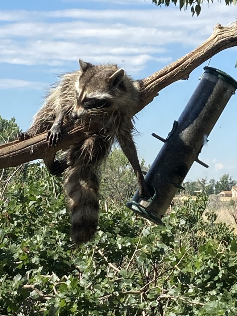 Common Raccoon from Barr Lake State Park, Commerce City, CO, US on July ...