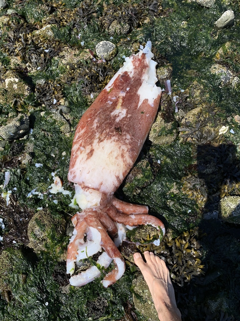 Robust Clubhook Squid from Nordland, Nordland, WA, US on July 9, 2024 ...