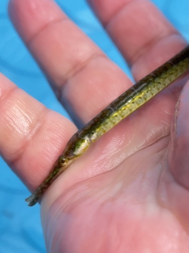Dusky Pipefish (Syngnathus floridae) · iNaturalist United Kingdom