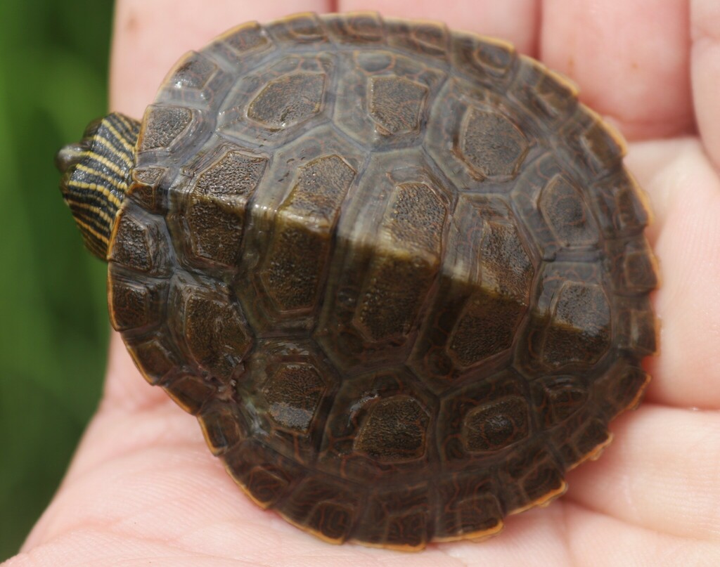 Northern Map Turtle in July 2024 by brandonh1 · iNaturalist