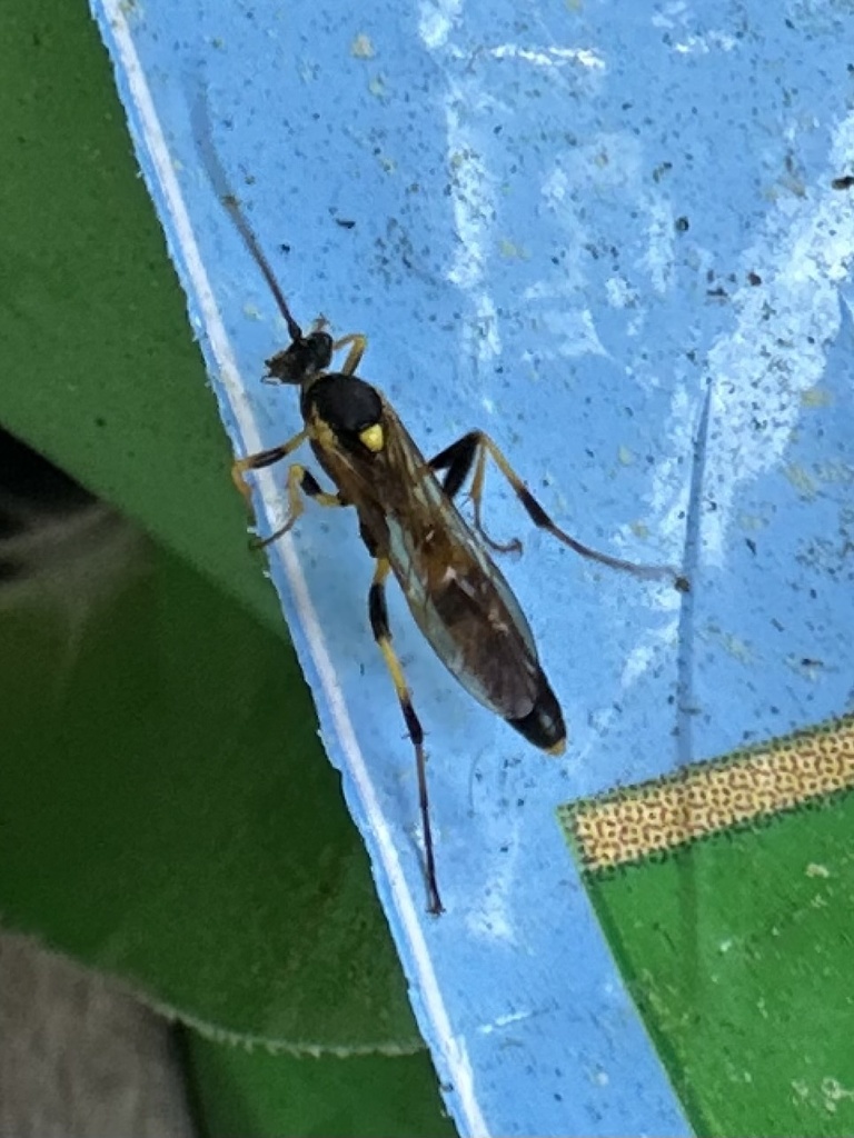 Amblyteles from Barkton Ln, Halifax, NS, CA on July 8, 2024 at 12:01 PM ...