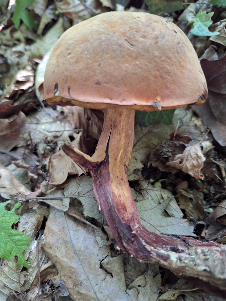 Deceiving Bolete from Трговиште, Србија on July 9, 2024 at 04:01 PM by ...