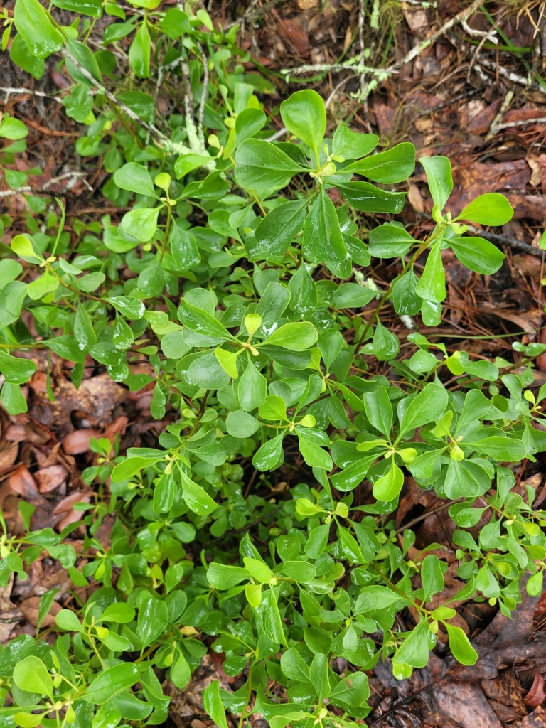 garberia from Hernando County, US-FL, US on July 9, 2024 at 03:37 PM by ...