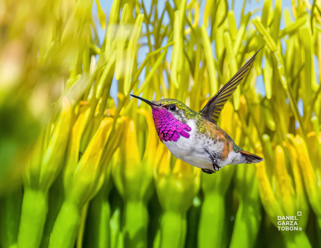 Bumblebee Hummingbird from San Andrés Sinaxtla, Oax., México on June 26 ...