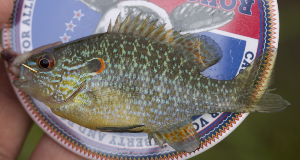 Northern Sunfish from Kalamazoo County, US-MI, US on June 10, 2016 by ...