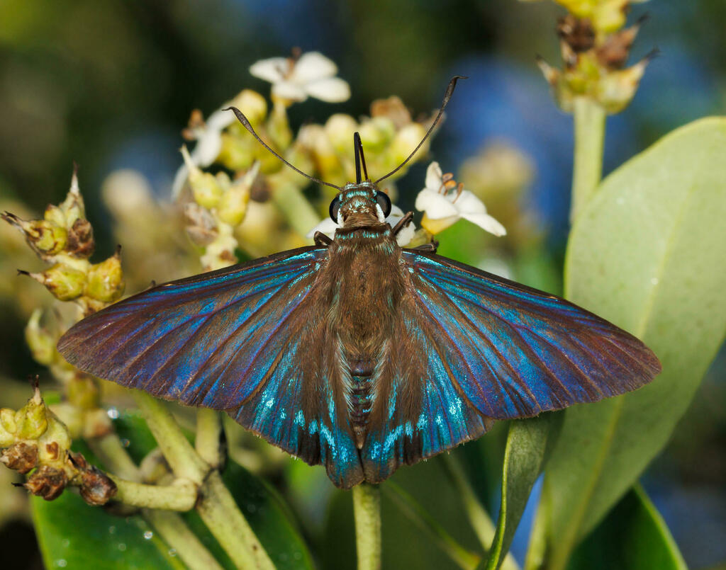 Mangrove Skipper from Brevard County, US-FL, US on July 7, 2024 at 09: ...