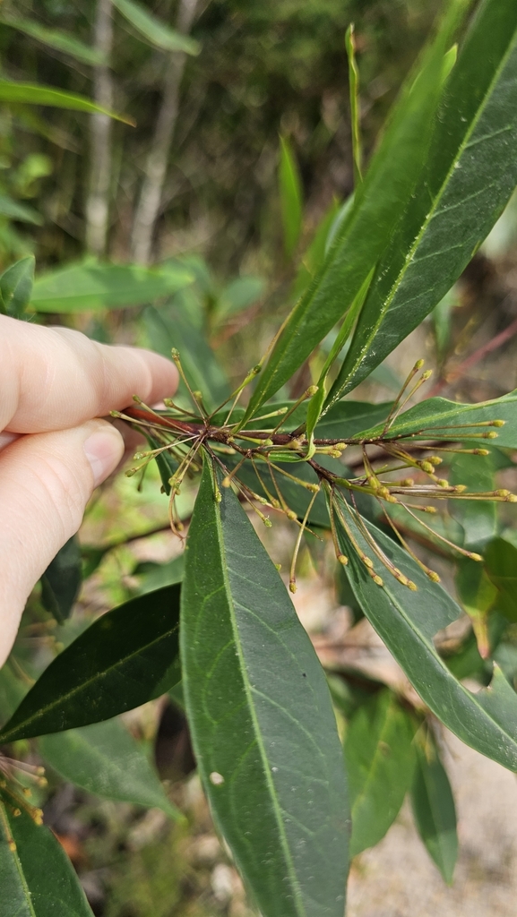 Common Hop Bush from Toolara Forest QLD 4570, Australia on July 7, 2024 ...