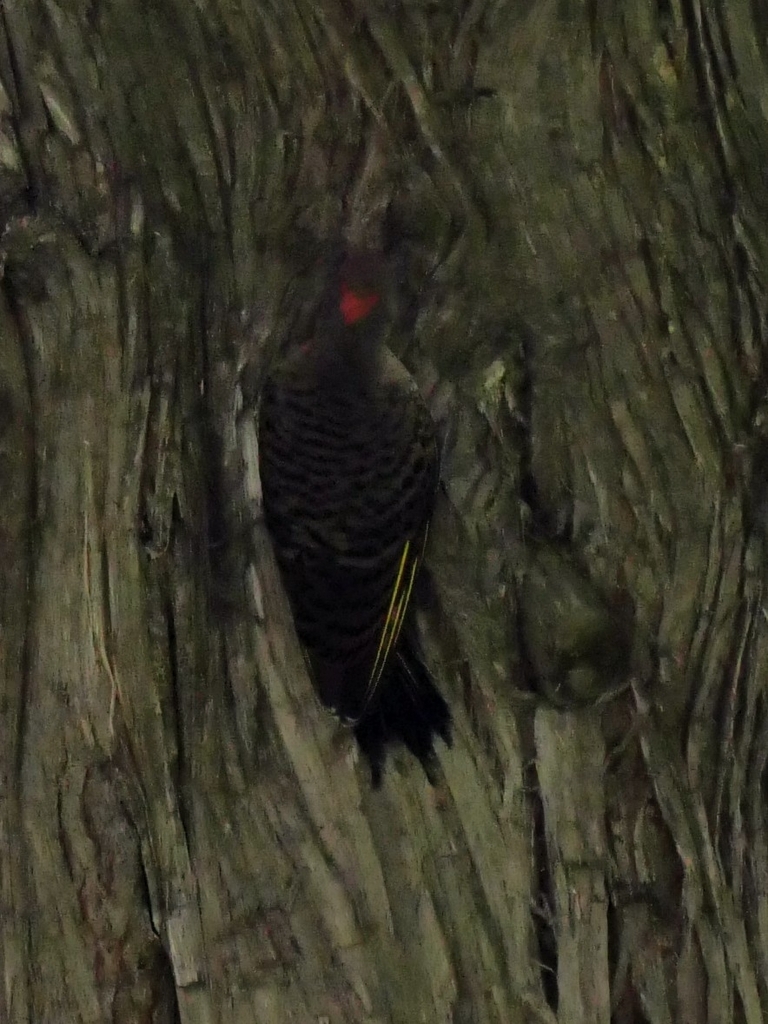 Northern Flicker from GG34+VC Friends of Petrie Island, Ottawa, ON K4A ...