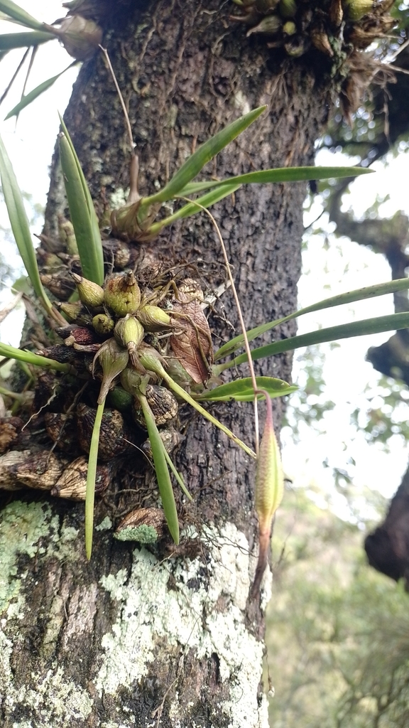 Encyclia microbulbon from 71386 Oax., México on July 9, 2024 by ...
