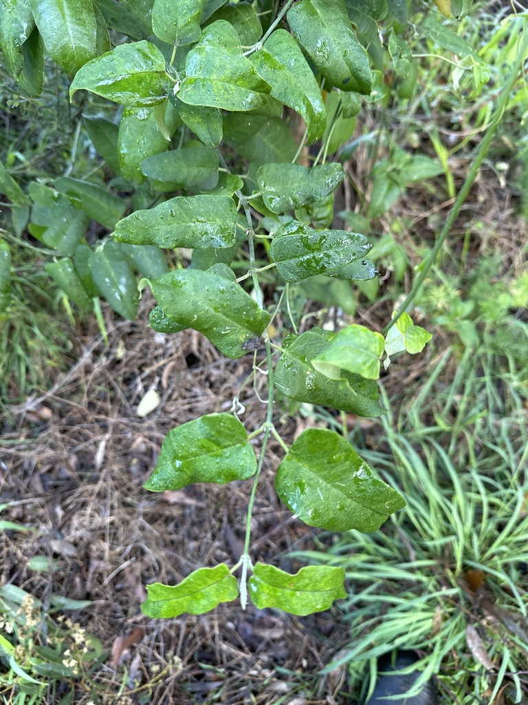 Moth Vine from Mirambeena Regional Park, Georges Hall, NSW, AU on July ...