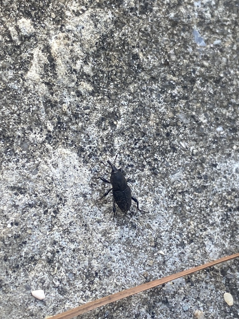 True Weevils in July 2024 by David Modica · iNaturalist