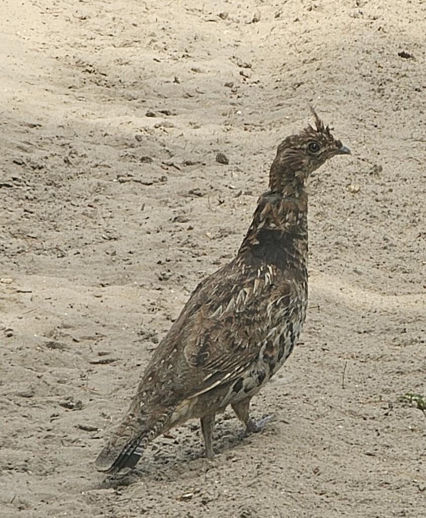 Ruffed Grouse from Plainfield Township, MI, USA on July 9, 2024 at 03: ...