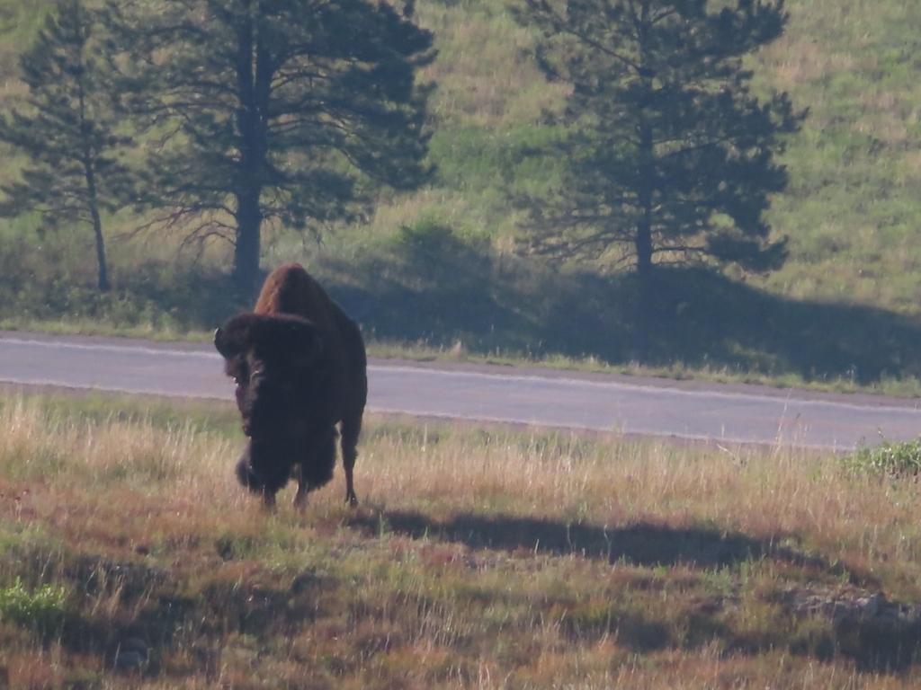 American Bison from Hot Springs, SD 57747, USA on July 9, 2024 at 09:29 ...