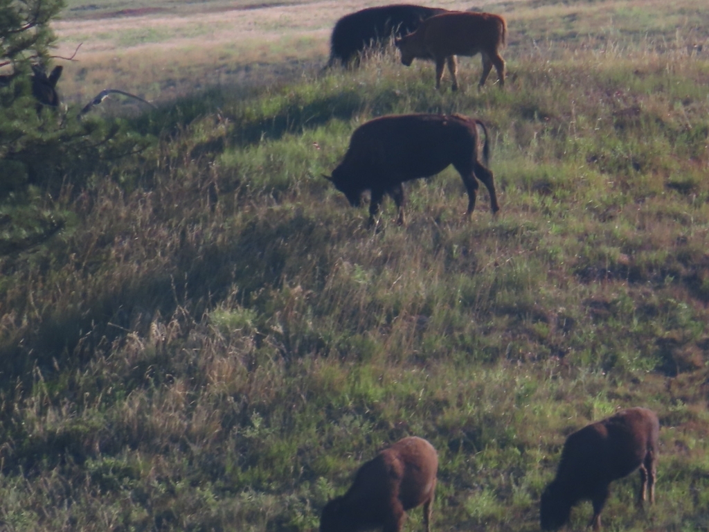 American Bison from Hot Springs, SD 57747, USA on July 9, 2024 at 09:29 ...