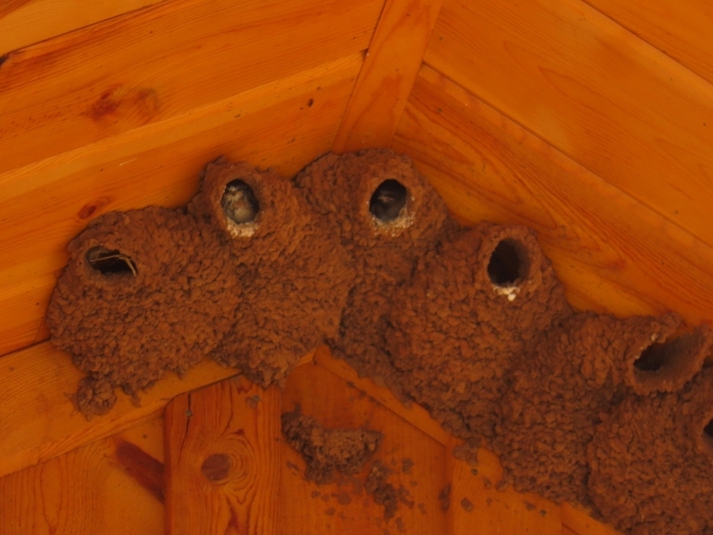 Cliff Swallow from Crazy Horse, SD 57730, USA on July 9, 2024 at 11:10 ...