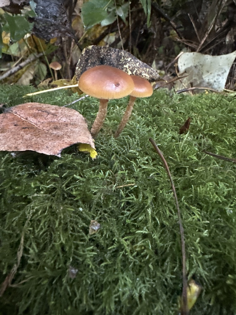 conifer woodtuft from Ravenna Park, Seattle, WA, US on November 4, 2023 ...