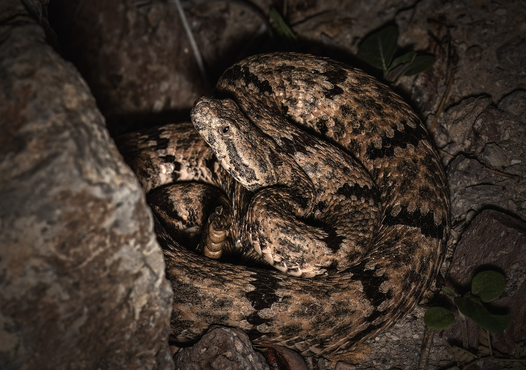Mottled Rock Rattlesnake in June 2024 by Joshua Fread · iNaturalist