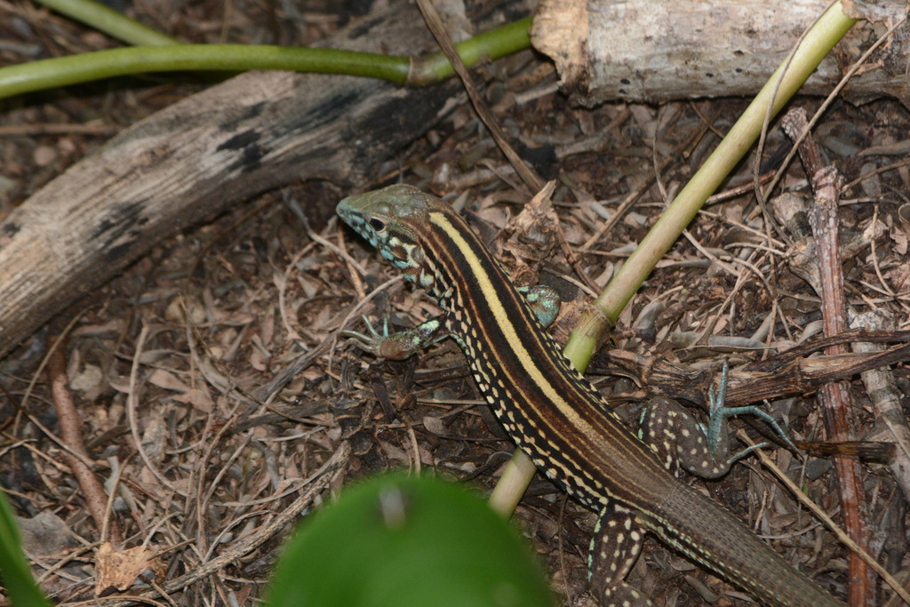 Huico de líneas de Jalisco desde 63734 La Cruz de Huanacaxtle, Nayarit ...