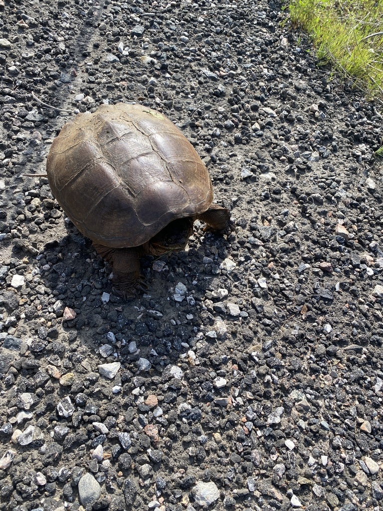 Common Snapping Turtle from Oastler Park Dr, Seguin, ON, CA on July 8 ...