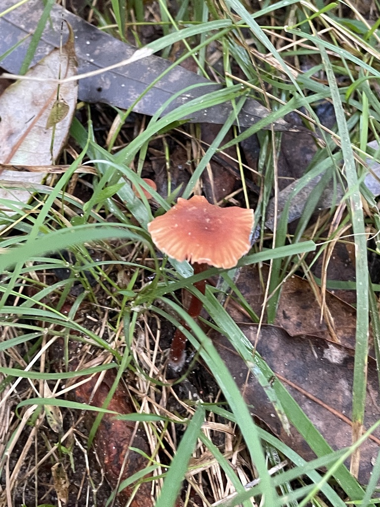 Deceivers from James Ruse Dr, North Parramatta, NSW, AU on July 10 ...