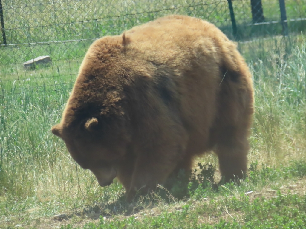 Brown Bear from Mount Rushmore Unorganized Territory, SD, USA on July 9 ...
