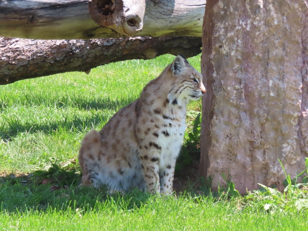 Bobcat from Mount Rushmore Unorganized Territory, SD, USA on July 9 ...