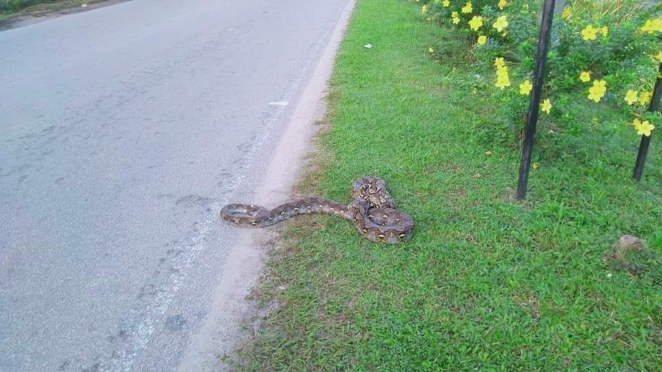 Reticulated Python from Q369+4V, Felda Simpang Waha, 81930 Kota Tinggi ...