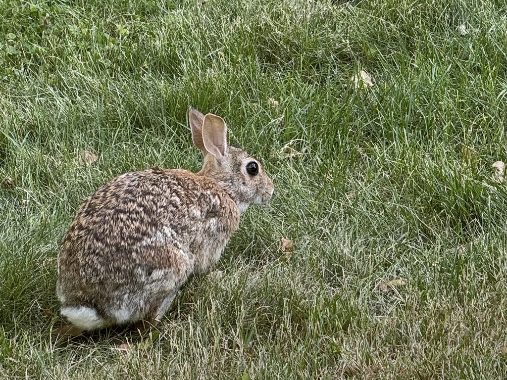 Eastern Cottontail from Martha's Vineyard, Vineyard Haven, MA, US on ...