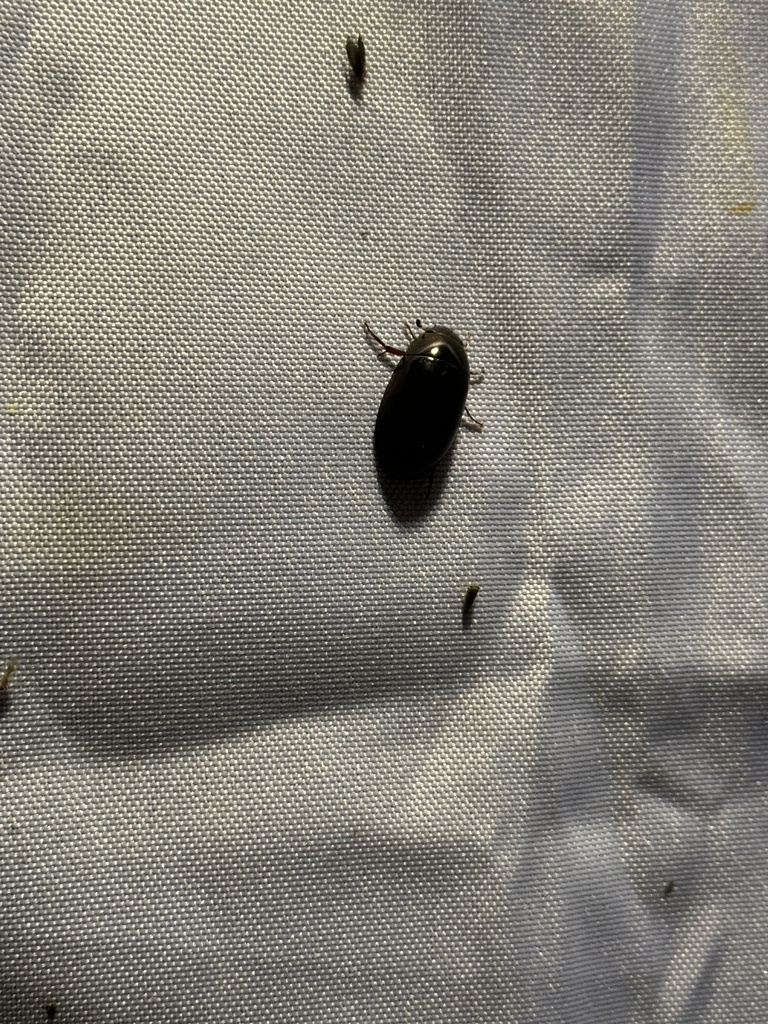 Beetles from Burr St, Easton, CT, US on July 9, 2024 at 09:41 PM by ...