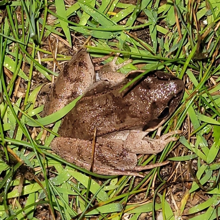 Wood Frog from Stow, ME, USA on July 9, 2024 at 09:34 PM by Rachel ...
