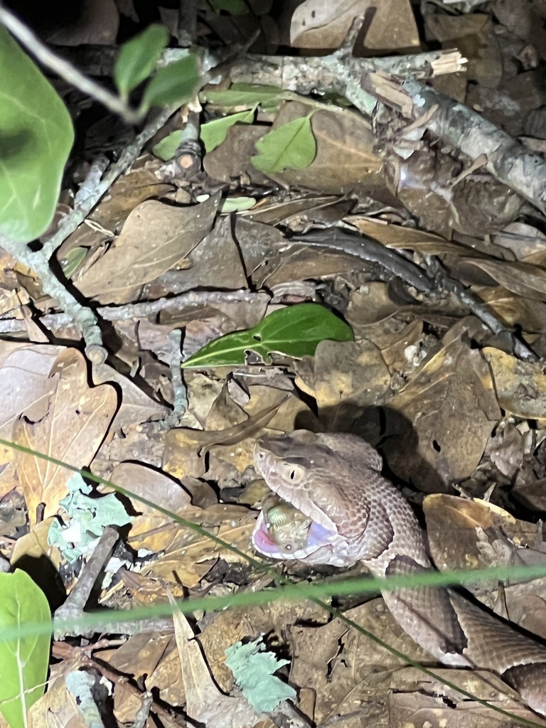 Eastern Copperhead from Lick Creek Park, College Station, TX, US on ...
