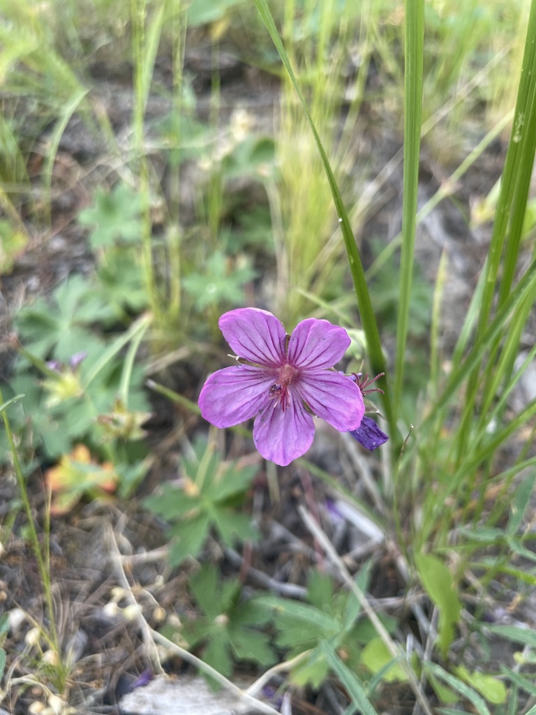 sticky geranium from Malheur National Forest, Canyon City, OR, US on ...