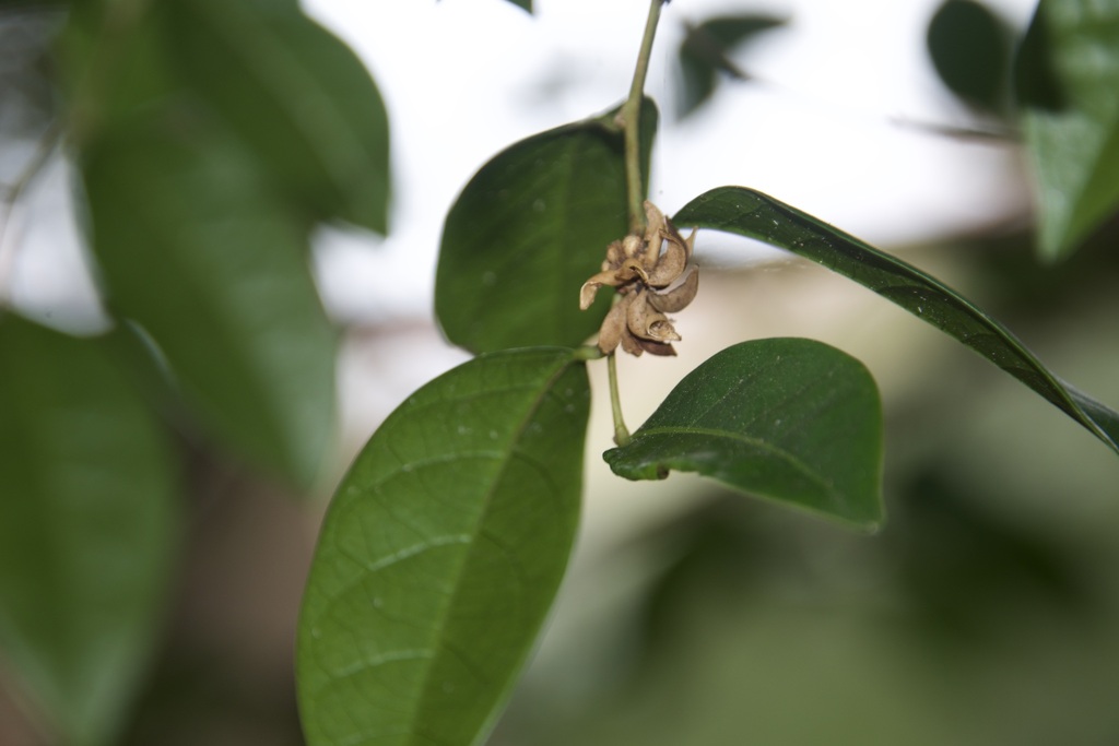 Cheese Tree from Gold Coast QLD, Australia on July 3, 2024 at 02:39 PM ...