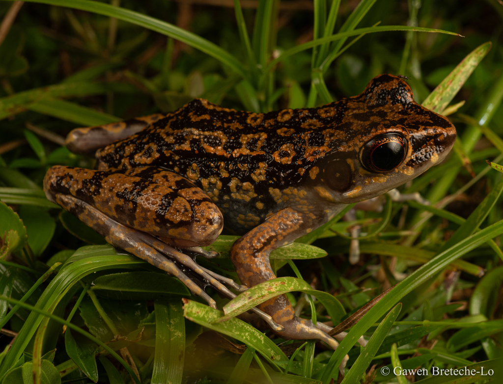 Spotted Stream Frog from Siburan, Sarawak, Malaysia on July 9, 2024 at ...