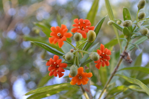 Genus Bonellia · iNaturalist United Kingdom