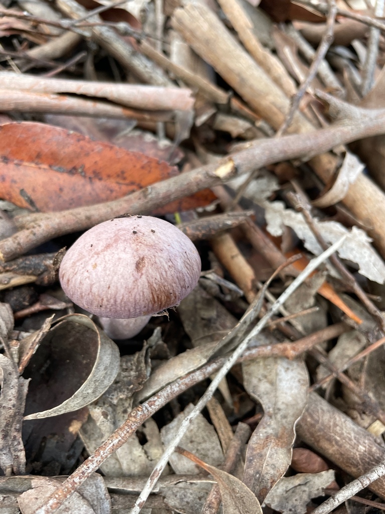 Webcaps from Sydney NSW, Australia on July 10, 2024 at 09:04 AM by ...